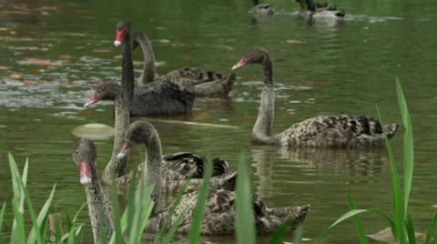 Black Swans China Stock Videos – Royalty-Free HD & 4K Videos