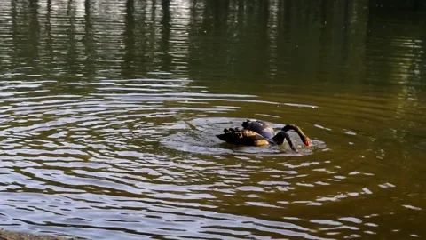 Black Swans China Stock Videos – Royalty-Free HD & 4K Videos