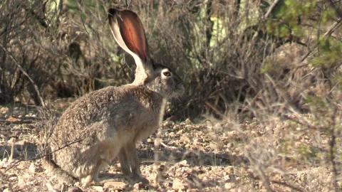 Jack Habitat Stock Video Footage | Royalty Free Jack Habitat Videos | Pond5