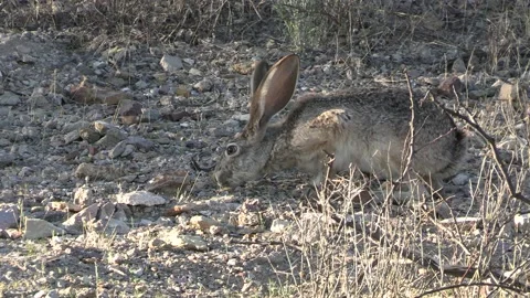 Jack Habitat Stock Video Footage | Royalty Free Jack Habitat Videos | Pond5