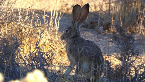 Black-tailed Jackrabbit Grooming Cutely ... | Stock Video | Pond5