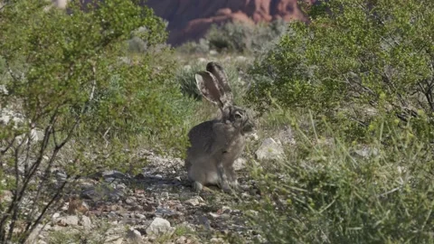Black-tailed Jackrabbit Standing on Hind... | Stock Video | Pond5