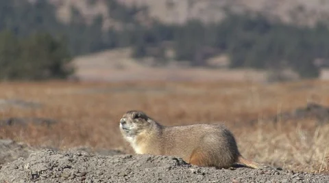 Yip Yip Dog Stock Video Footage | Royalty Free Yip Yip Dog Videos | Pond5