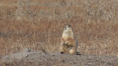 Yip Yip Dog Stock Video Footage | Royalty Free Yip Yip Dog Videos | Pond5