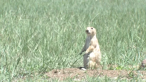 Yip Yip Dog Stock Video Footage | Royalty Free Yip Yip Dog Videos | Pond5