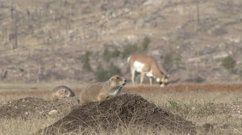 Yip Yip Dog Stock Video Footage | Royalty Free Yip Yip Dog Videos | Pond5