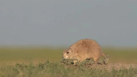 Yip Yip Dog Stock Video Footage | Royalty Free Yip Yip Dog Videos | Pond5