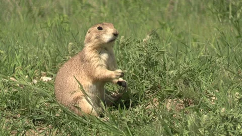 Dog Eat Productions Stock Video Footage | Royalty Free Dog Eat ...