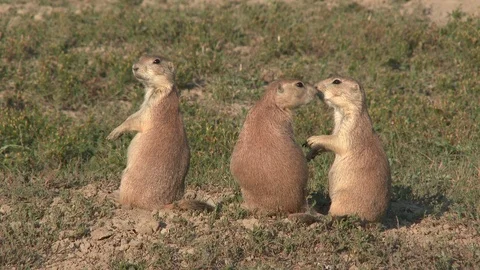 Yip Yip Dog Stock Video Footage | Royalty Free Yip Yip Dog Videos | Pond5