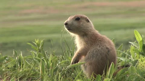 Yip Yip Dog Stock Video Footage | Royalty Free Yip Yip Dog Videos | Pond5