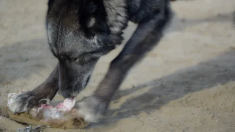 Black trained wolf feasting on a chained... | Stock Video | Pond5