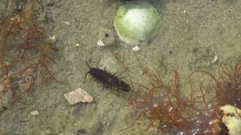Marine Crustacean Stock Footage ~ Royalty Free Stock Videos | Pond5