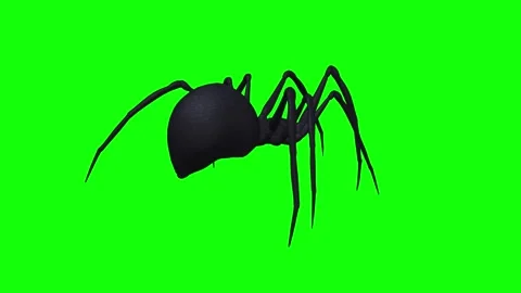 Spider Green Screen Stock Footage ~ Royalty Free Stock Videos | Page 2
