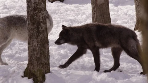 Black wolf meets a grey wolf in the fore... | Stock Video | Pond5