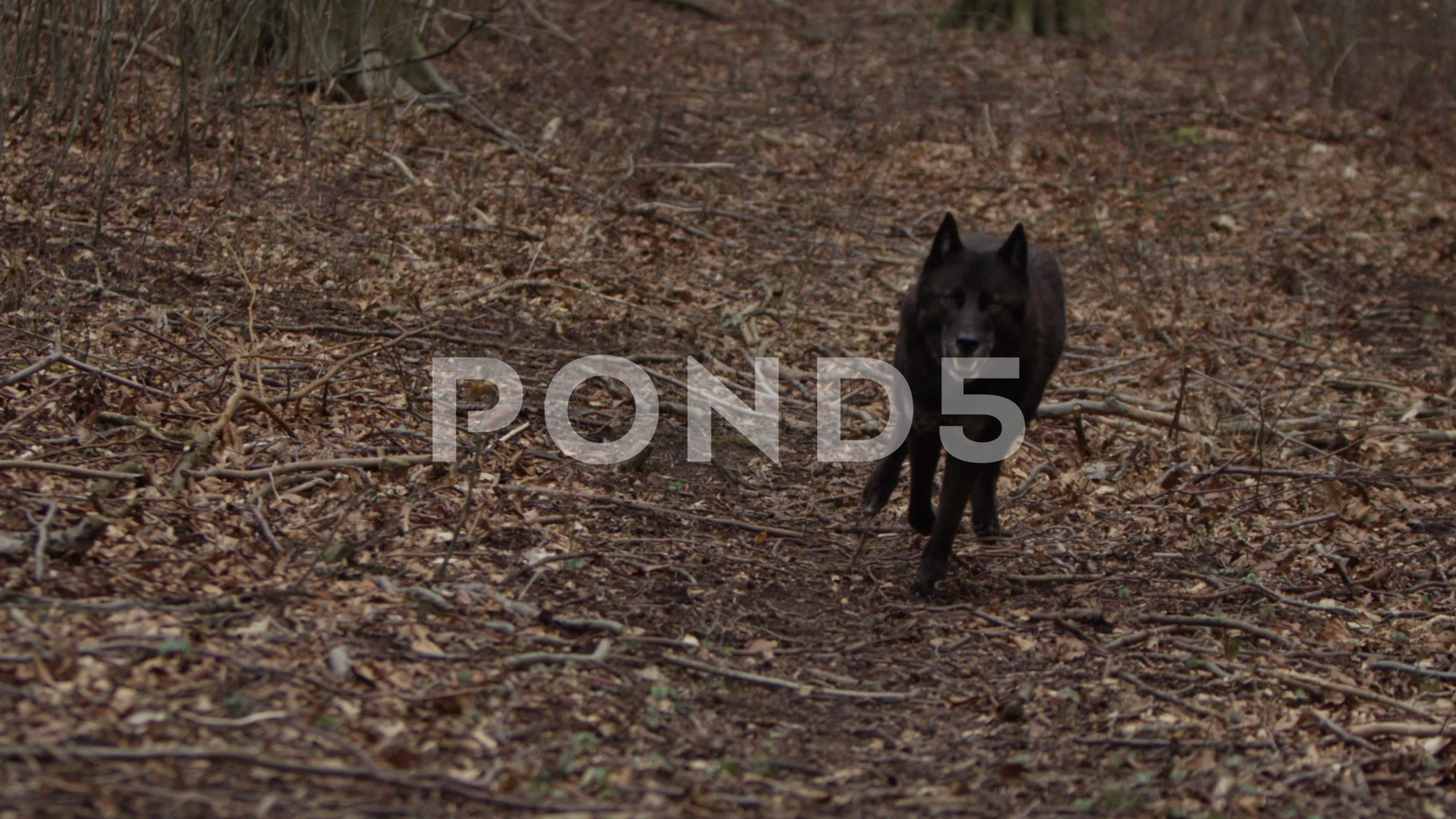 Black Wolf Running
