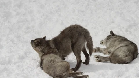 Wolf Fight Stock Video Footage | Royalty Free Wolf Fight Videos | Pond5