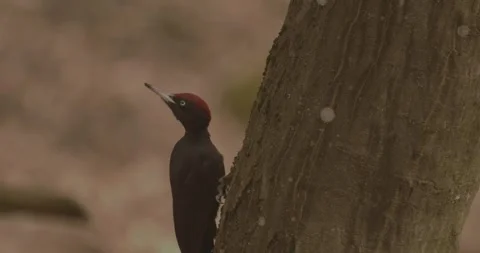 Black Woodpecker -Picidae Picinae- in th... | Stock Video | Pond5