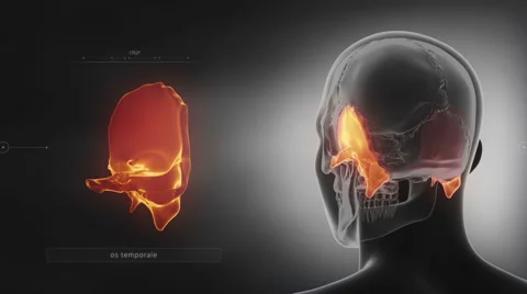 Skull Animations Stock Videos – Royalty-Free HD & 4K Videos