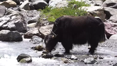 Black Yak is an isolated animal walking ... | Stock Video | Pond5