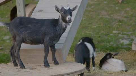 black young baby goat kid at the farm do... | Stock Video | Pond5