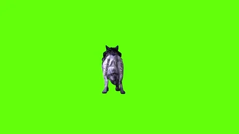 Black zombie Wolf attack green screen a... | Stock Video | Pond5