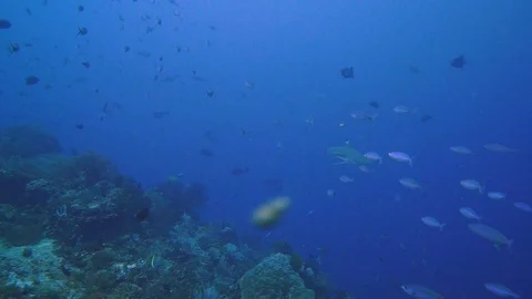 Shark Swimming Video Stock Videos – Royalty-Free HD & 4K Videos | Page 3