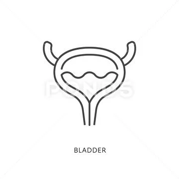 Bladder anatomy symbol: Graphic #232764241