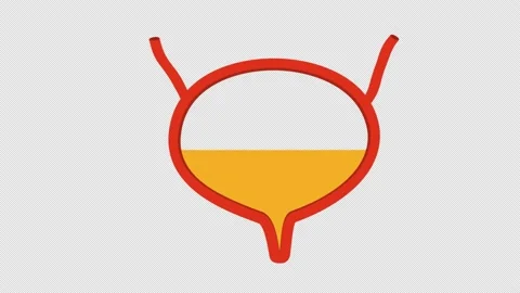 Bladder. Animation of human internal org... | Stock Video | Pond5