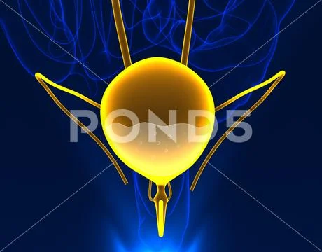 Bladder urinary healthy anatomy male internal organ - 3d illustration ...