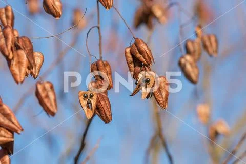 Blasenbaum (Koelreuteria paniculata) McPHRM *** Bladder tree ...