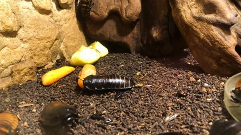 Blattodea having a lunch in the zoo. | Stock Video | Pond5