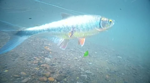 Bleeding fish underwater | Stock Video | Pond5
