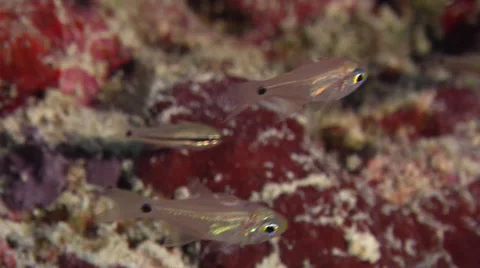 Bleeker's cardinalfish swimming on prote... | Stock Video | Pond5