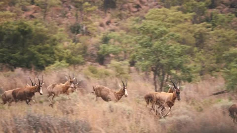 Herd Stampede Stock Video Footage | Royalty Free Herd Stampede Videos ...