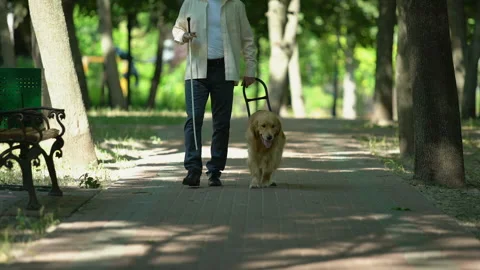 Blind man holding guide dog harness, saf... | Stock Video | Pond5