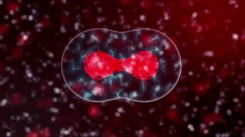 Bacteria Cell Divide Stock Footage ~ Royalty Free Stock Videos | Pond5