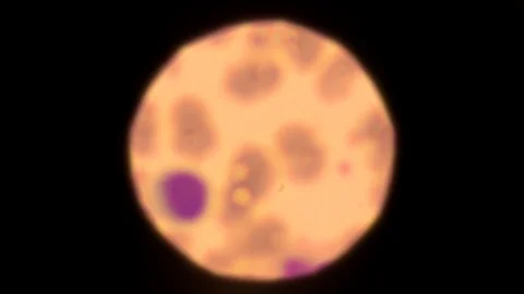 Body Tube Microscope Stock Videos – Royalty-Free HD & 4K Videos | Page 3