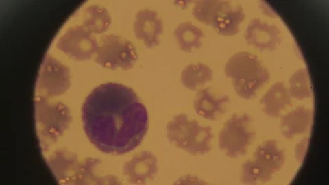 Body Tube Microscope Stock Videos – Royalty-Free HD & 4K Videos