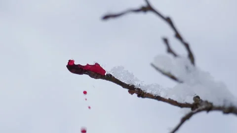 Blood Snow Stock Video Footage | Royalty Free Blood Snow Videos | Pond5