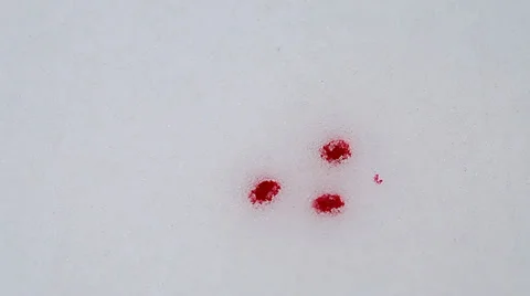 Blood Snow Stock Video Footage | Royalty Free Blood Snow Videos | Pond5