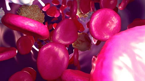 Blood Flow Animation Stock Videos – Royalty-Free HD & 4K Videos