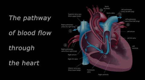Blood flow through the heart tutorial | Stock Video | Pond5