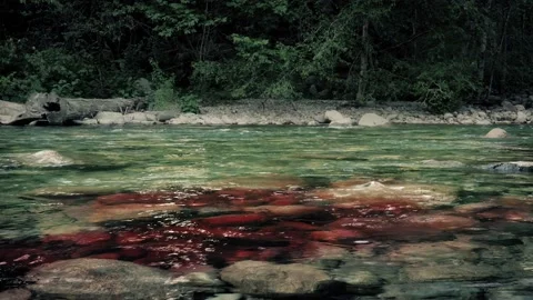 Blood Flows Past In River In The Forest | Stock Video | Pond5
