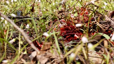 Forest Ground Stock Footage ~ Royalty Free Stock Videos | Pond5