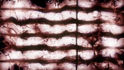 Blood inside body in microscopic scale | Stock Video | Pond5