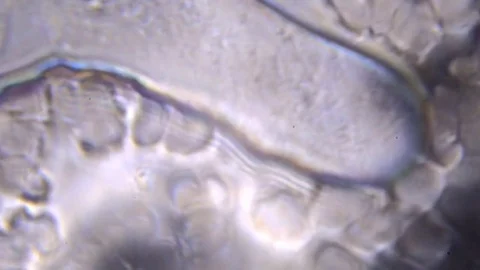 Interstitial Fluid Youtube Simulated Interstitial Fluid BZ254