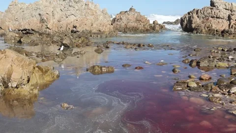 Blood from unseen beached whale carcass ... | Stock Video | Pond5