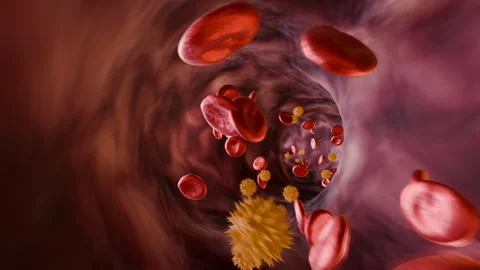 Blood Vessel Stock Videos – Royalty-Free HD & 4K Videos | Pond5
