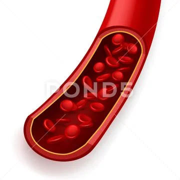 Blood vessel in section. Normal healthy coronary artery, free particle ...