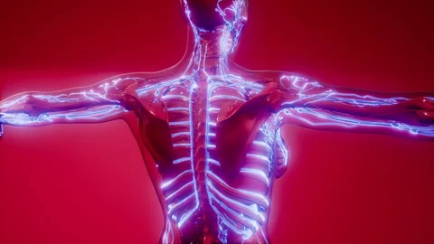 Human Body Blood Stock Video Footage | Royalty Free Human Body Blood ...